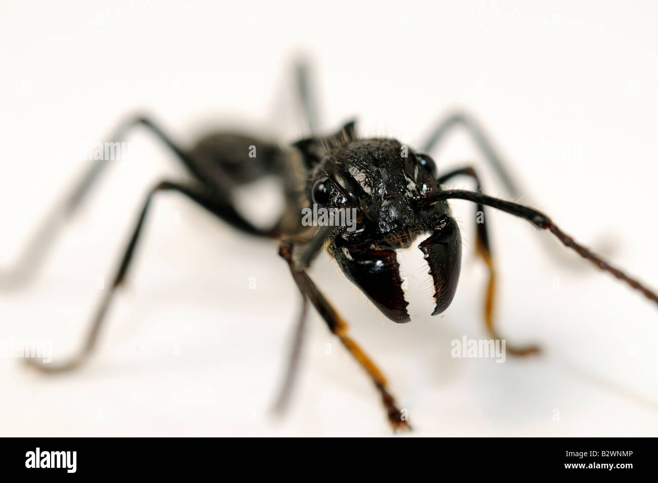 Ant hi-res stock photography and images - Alamy