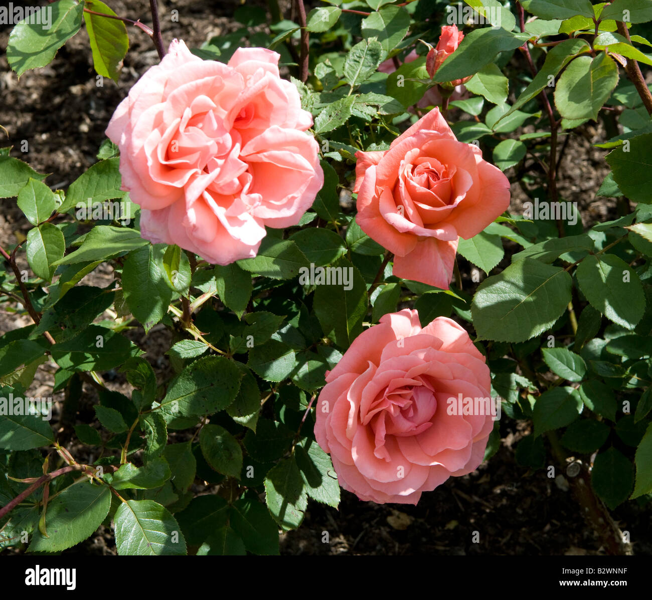 Blessings rose hi-res stock photography and images - Alamy