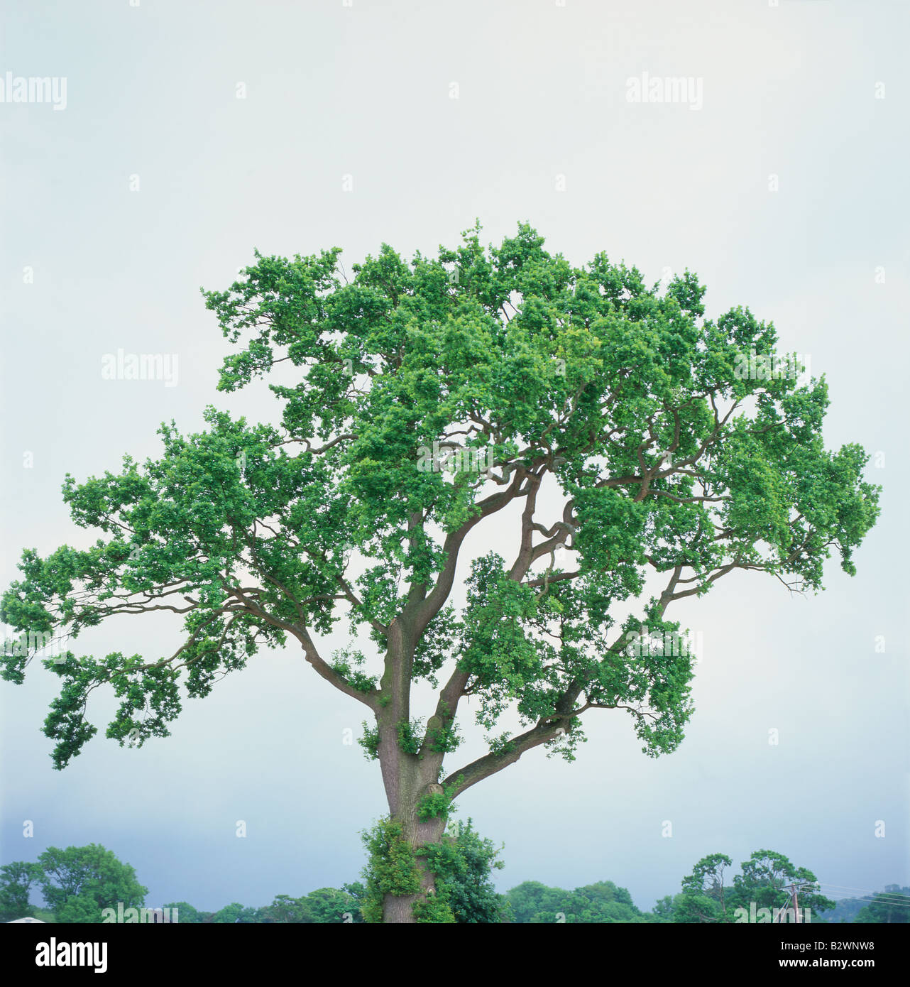 Oak tree hi-res stock photography and images - Alamy