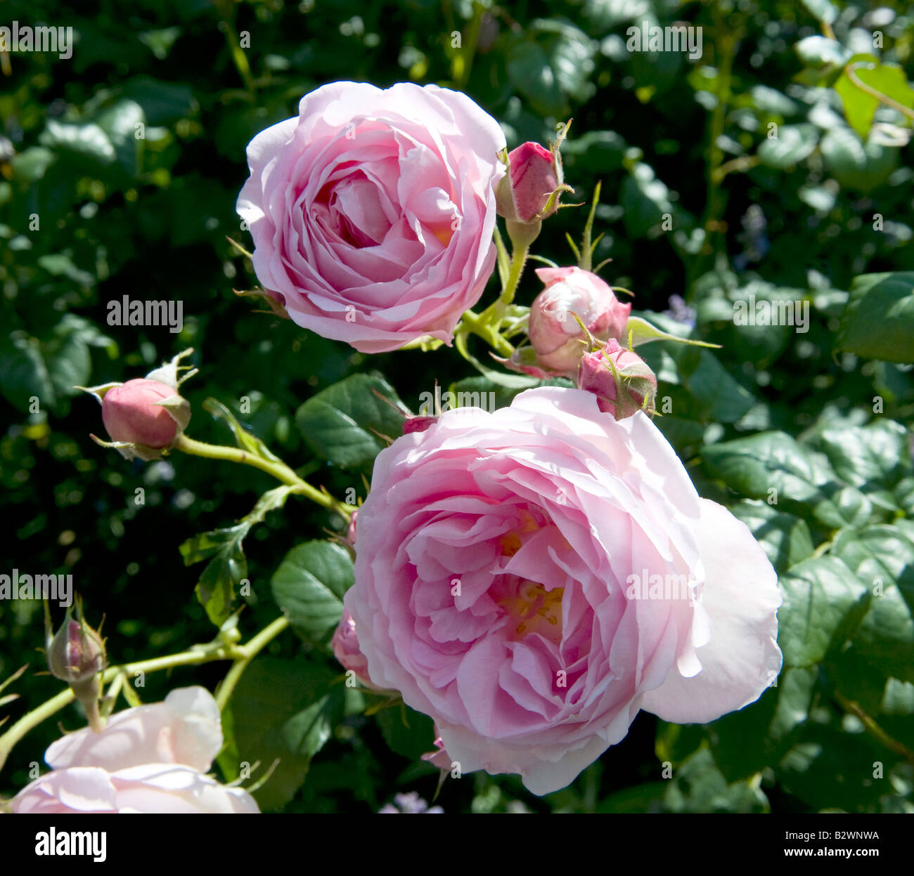 Rosa `Scepter D `Isle `Austland Stock Photo - Alamy