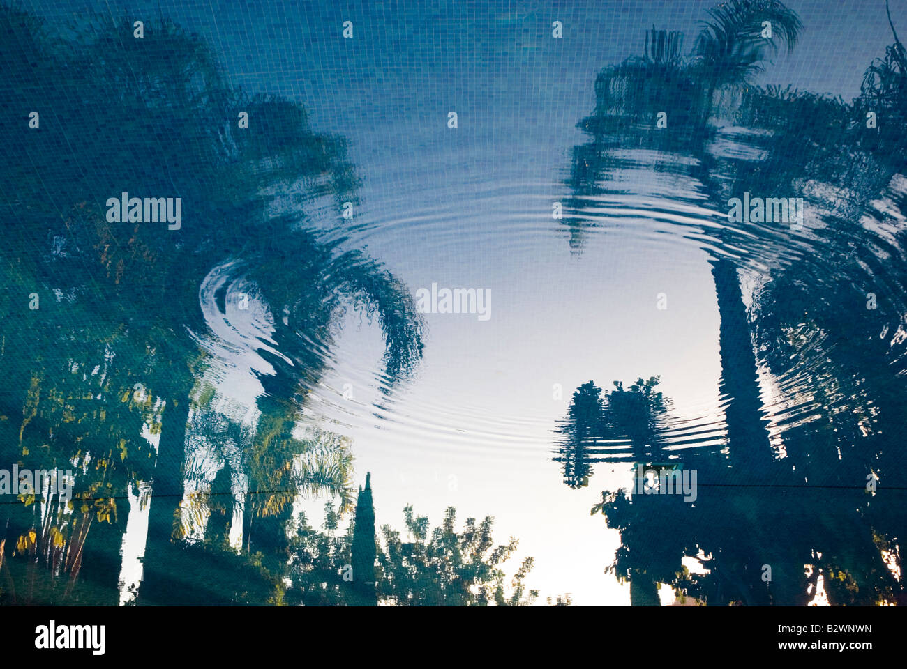 The reflection of palm trees in the water of a swimming pool Stock ...