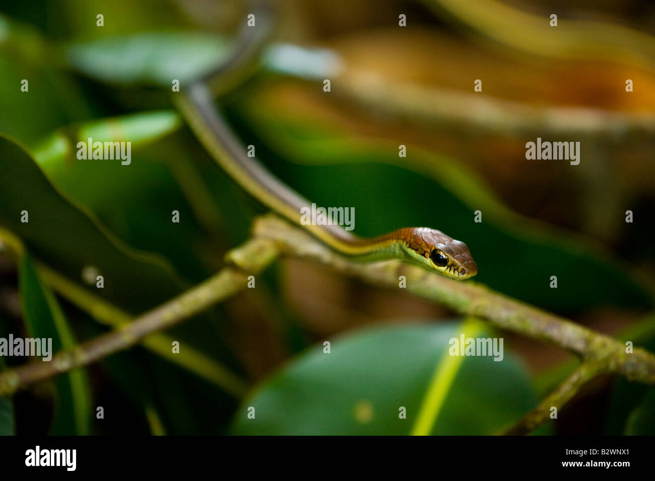 Borneo Sabah Malaysia Tunku Abdul Rahman Park Bronze back Snake ...