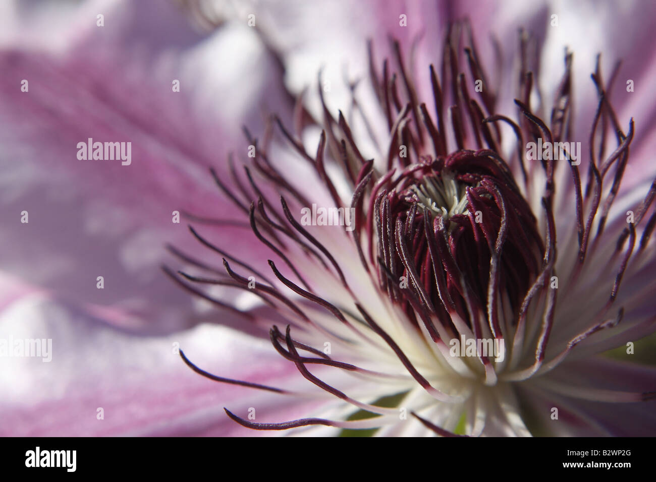 close up of clematis flower Stock Photo - Alamy