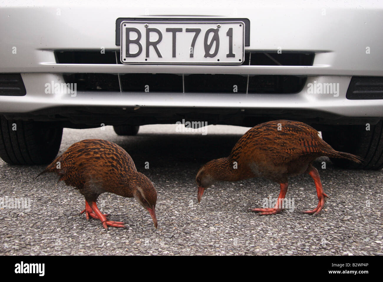 Maori hen hi-res stock photography and images - Alamy