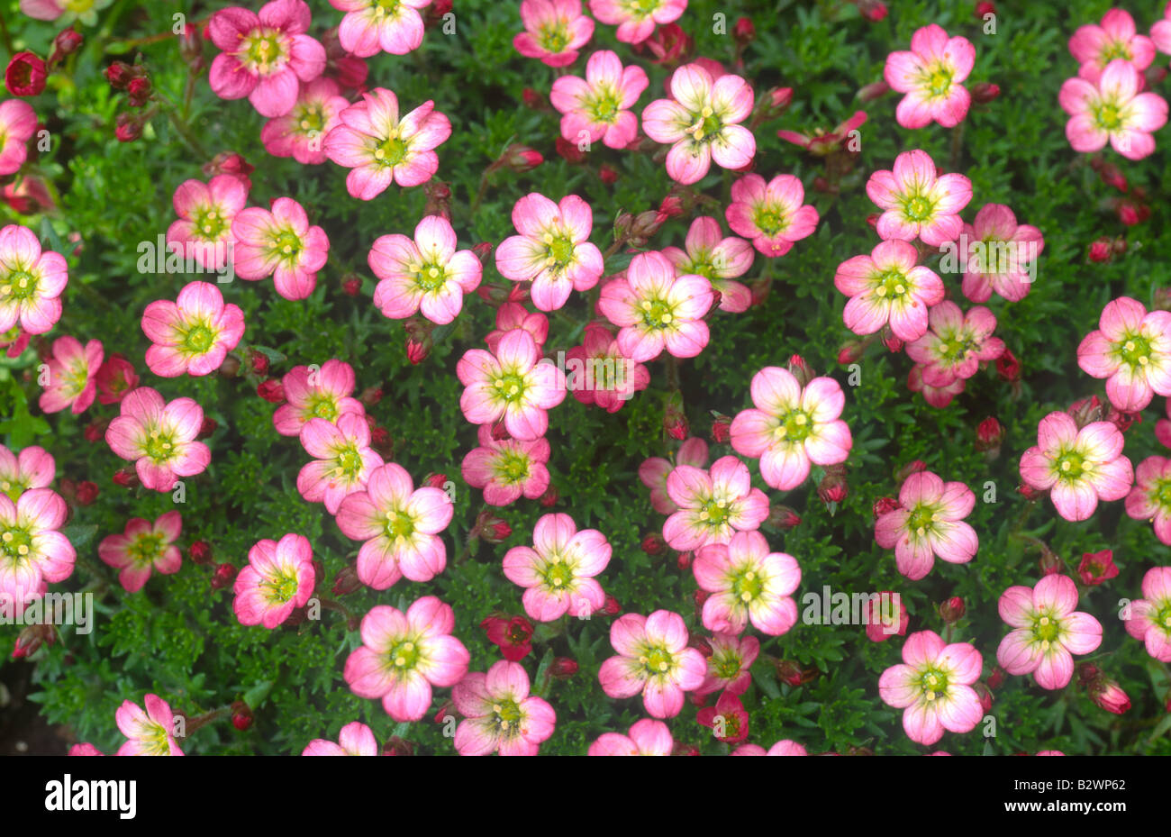 Pink saxifrage hi-res stock photography and images - Alamy