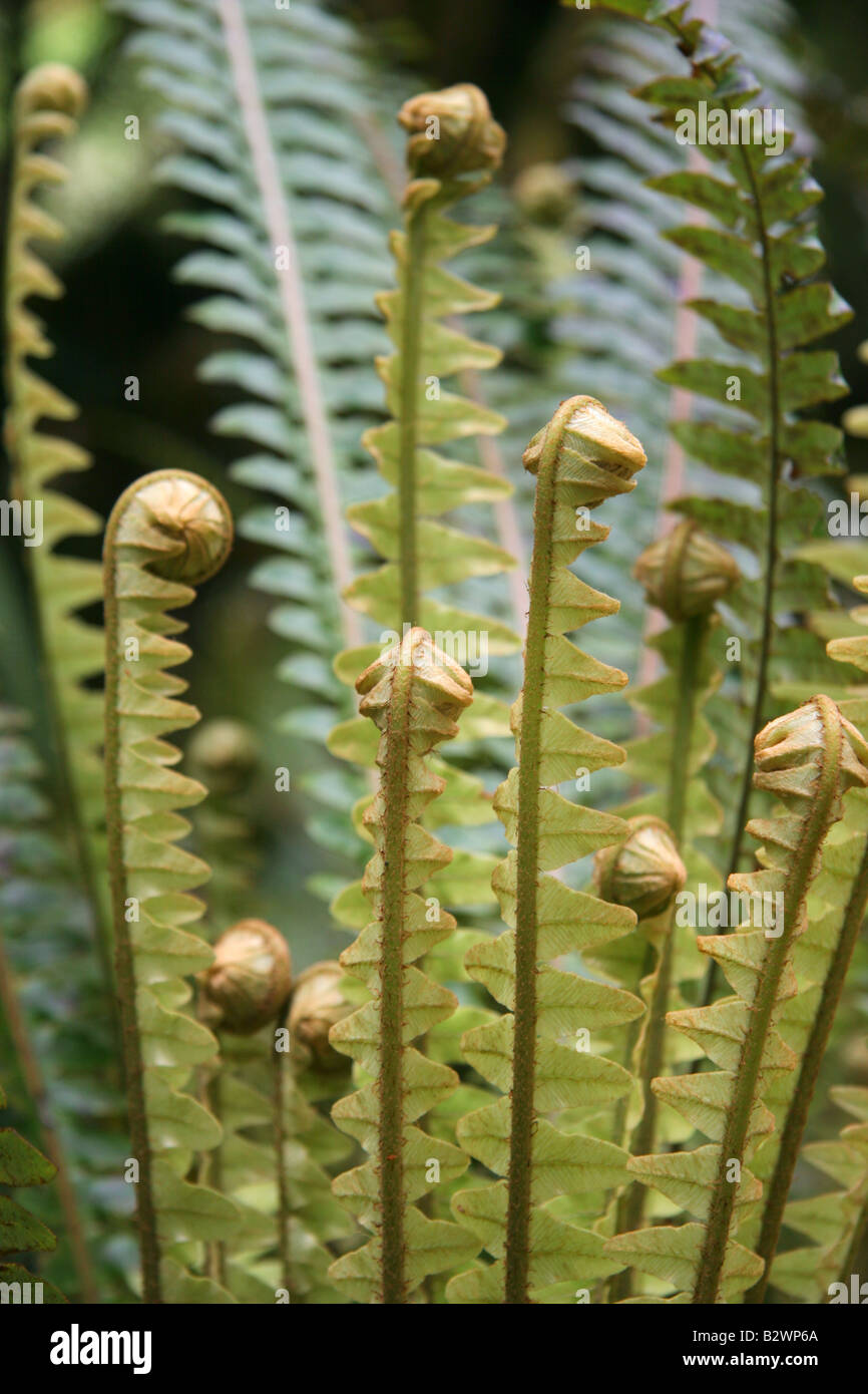 Native NZ ferns uncurling at Ship Creek, near Haast, on the West Coast ...