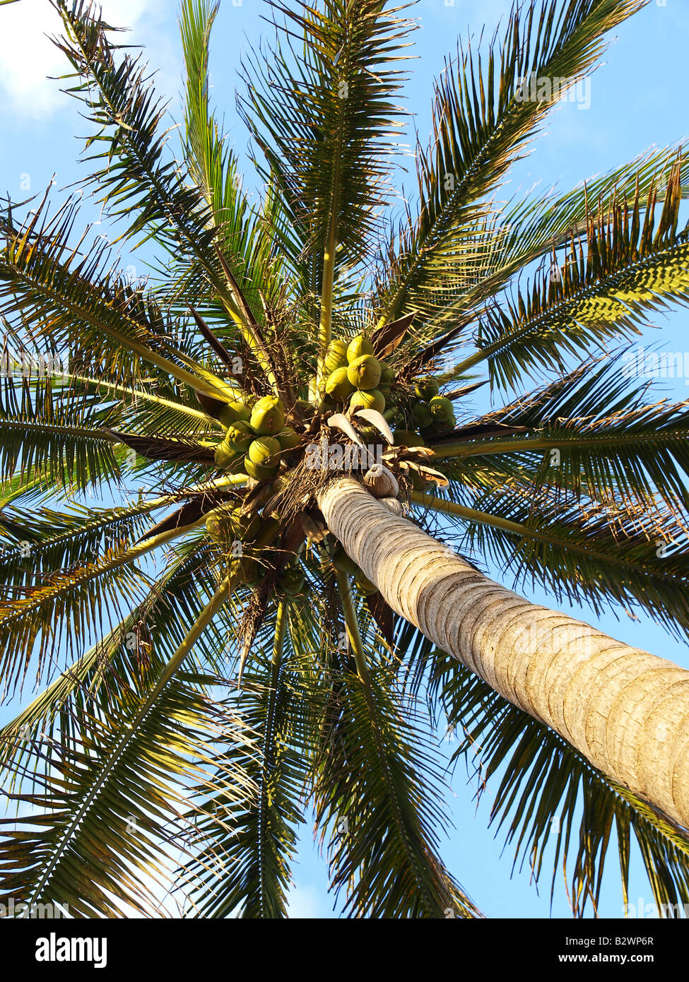 Cuba cuban fruit palm hi-res stock photography and images - Alamy
