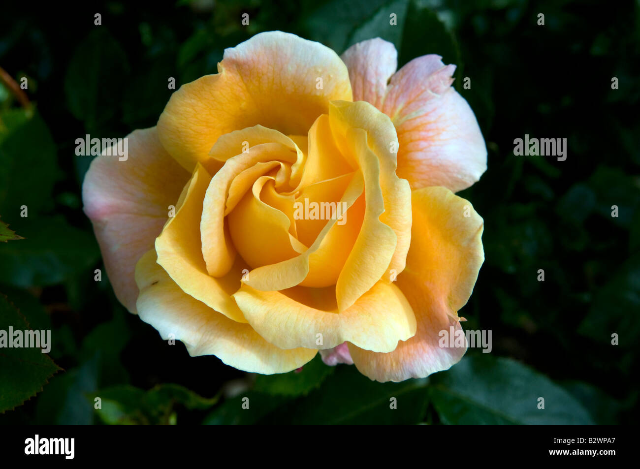 Rose southampton hi-res stock photography and images - Alamy