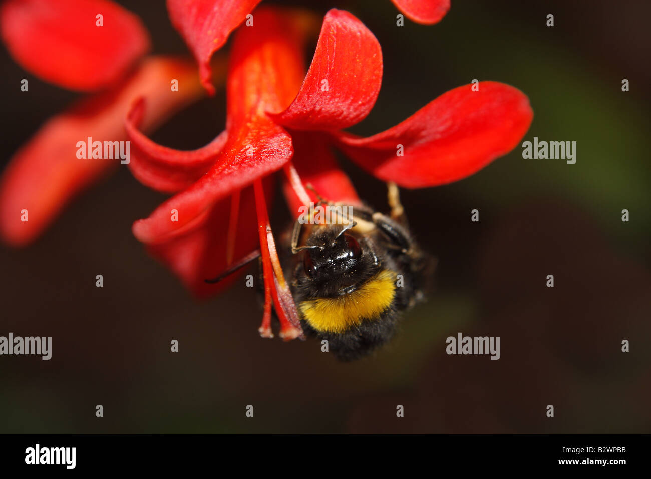 bee getting pollen bombus Stock Photo - Alamy