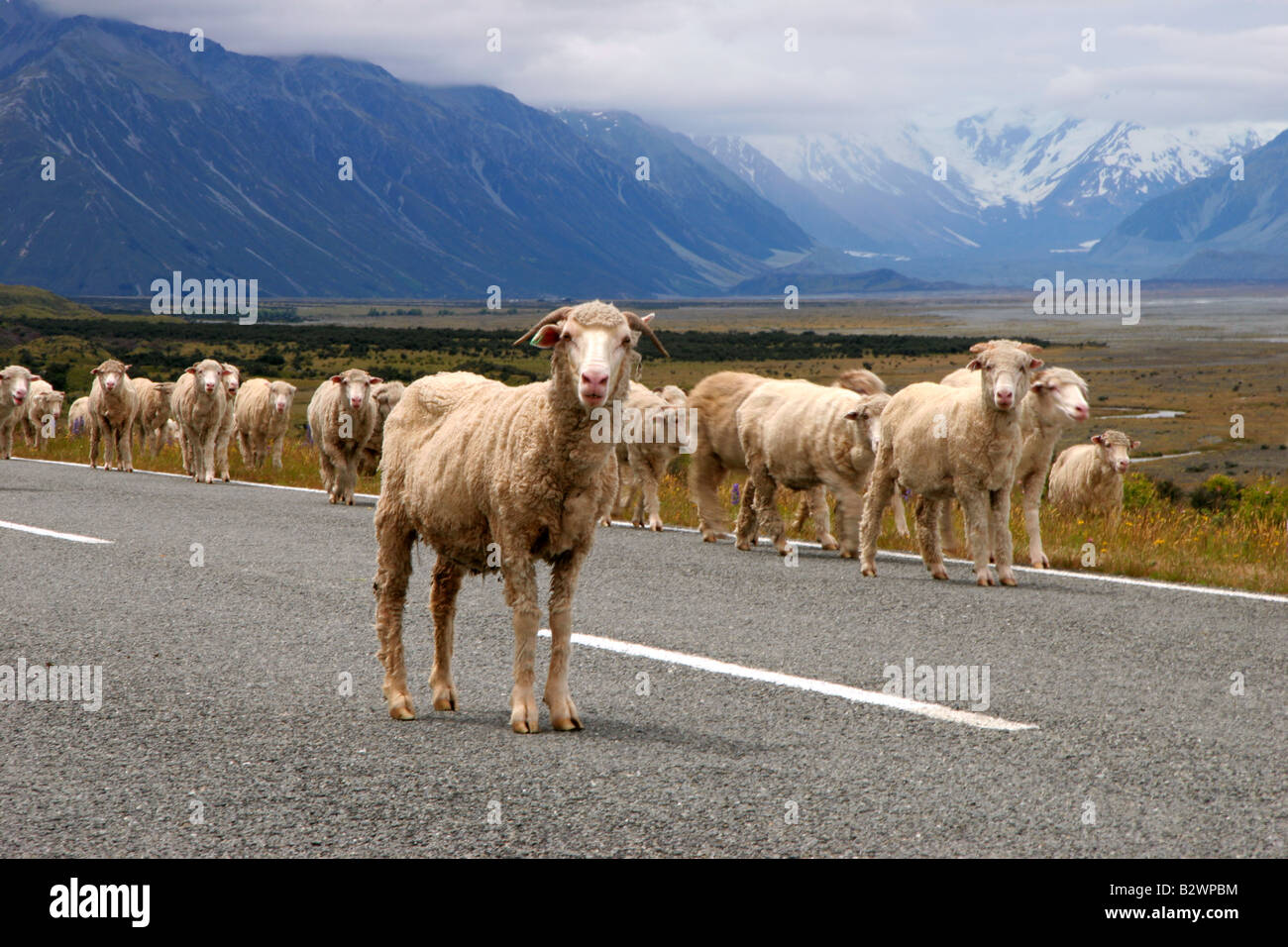 Shorn merino sheep hi-res stock photography and images - Alamy