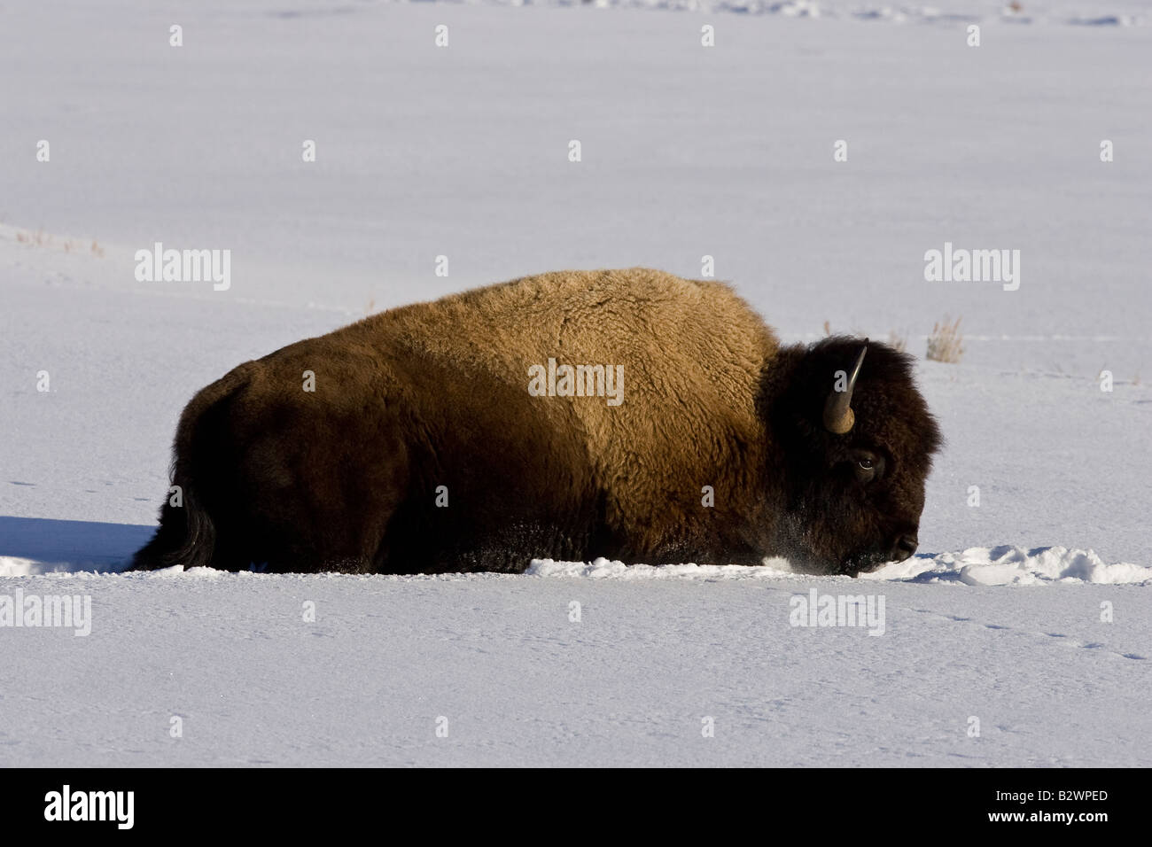 American buffalo in snow hi-res stock photography and images - Alamy