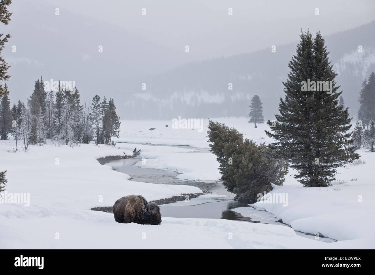 American bison or buffalo during winter in Yellowstone National Park ...