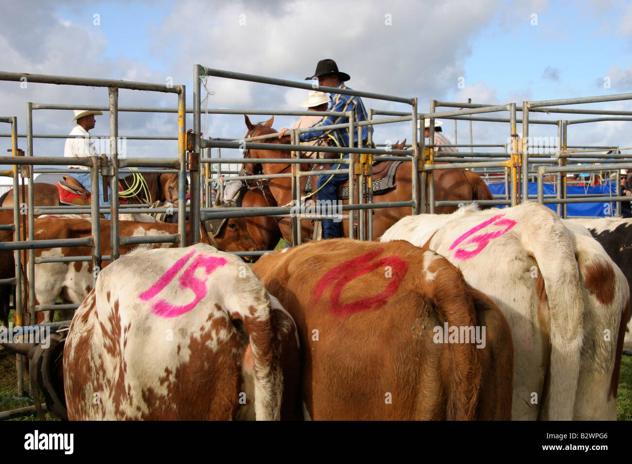 Calf roping wait hi-res stock photography and images - Alamy