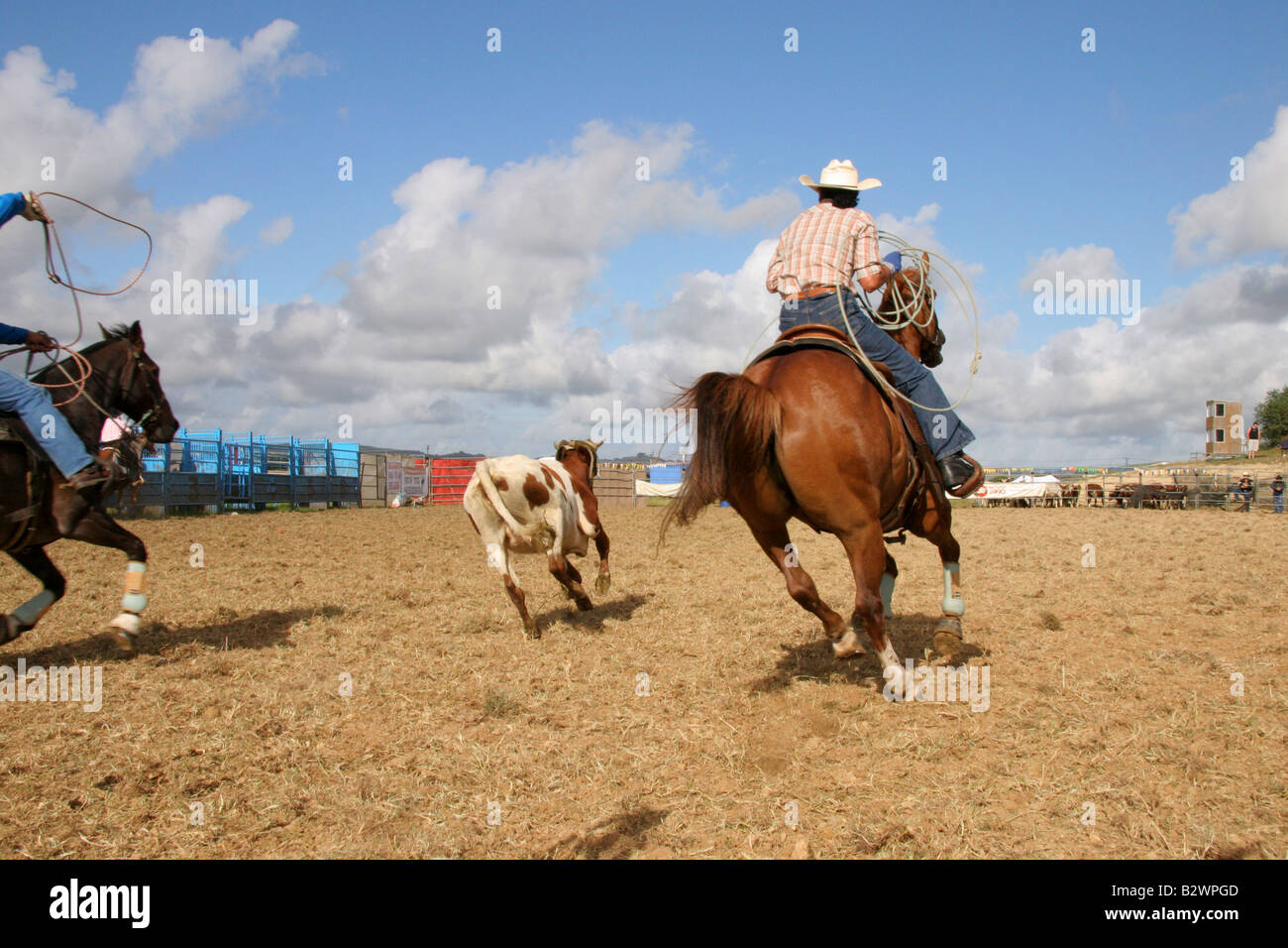 Cowboys lasso a running steer at a Rodeo held in Hamilton, on the North ...