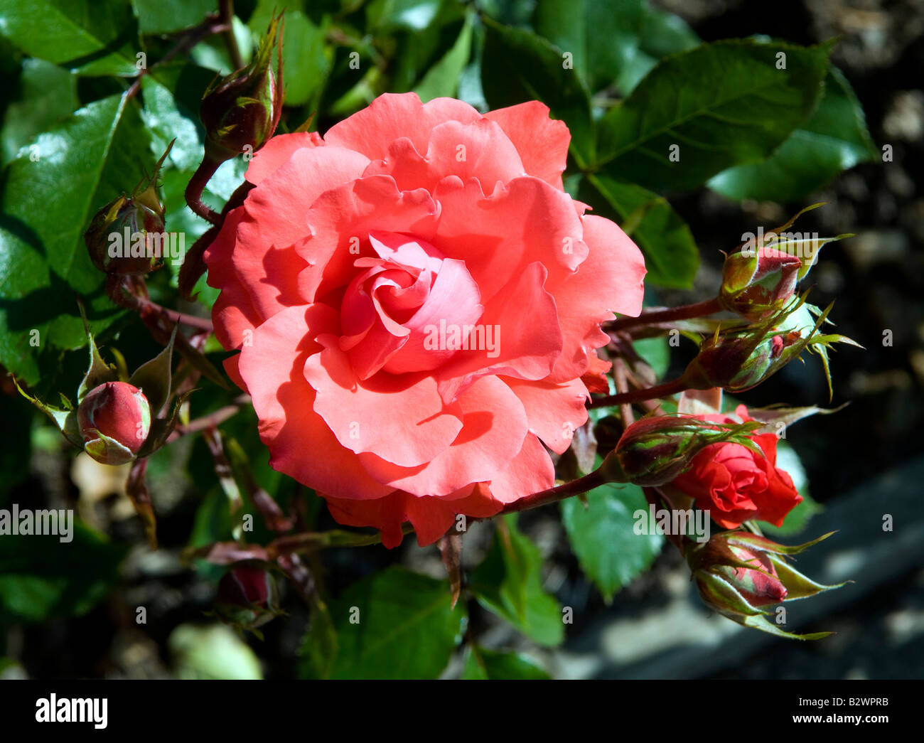 Rose rosa memento hi-res stock photography and images - Alamy