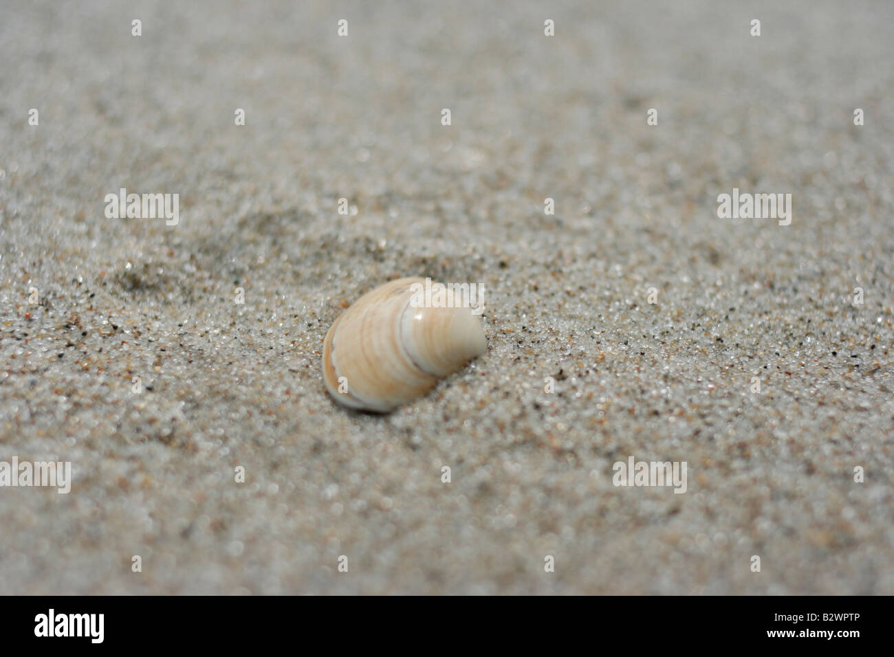 Shell lying in sand Stock Photo - Alamy