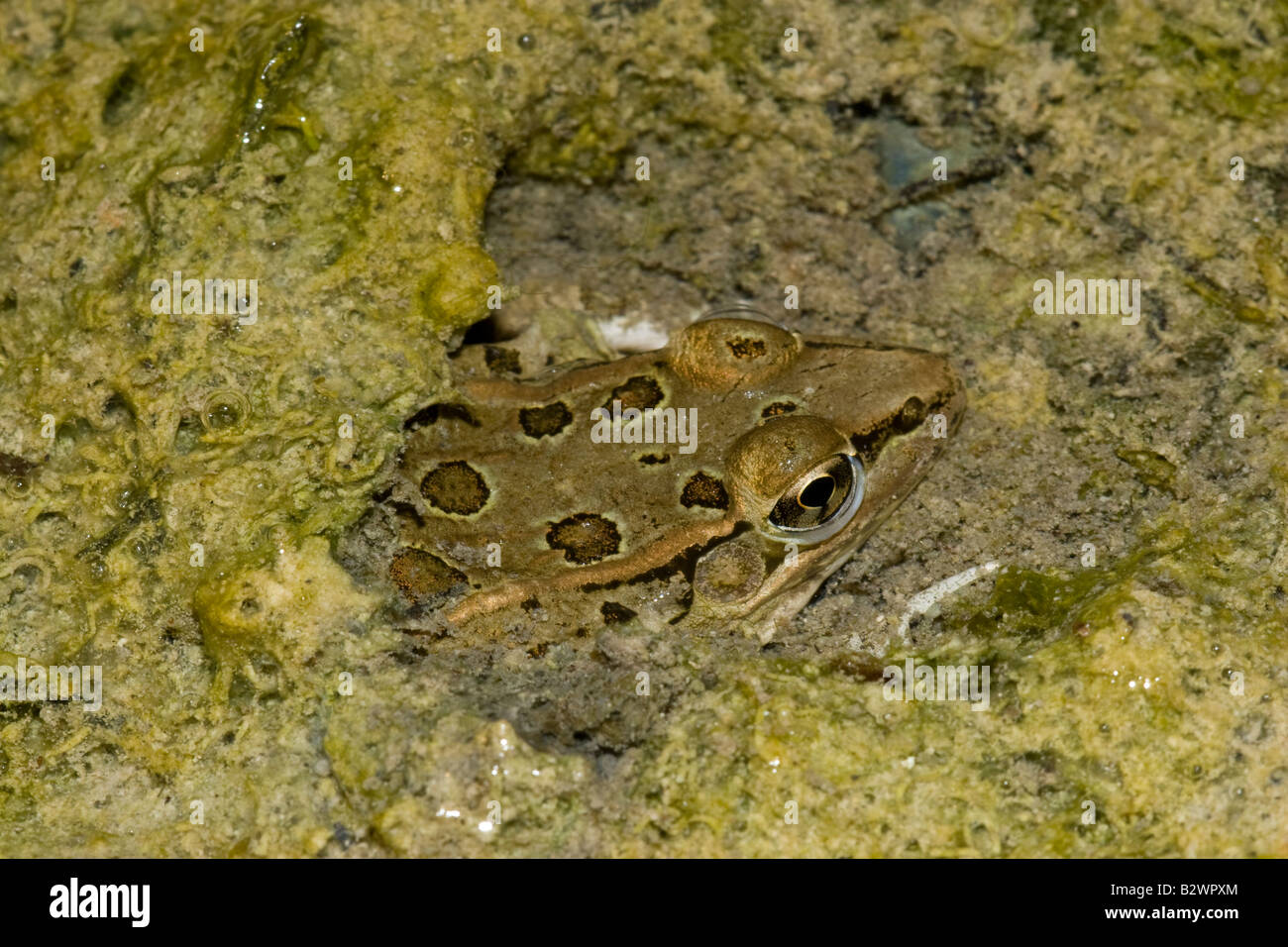 Rio-grande leopard frog Stock Photo - Alamy