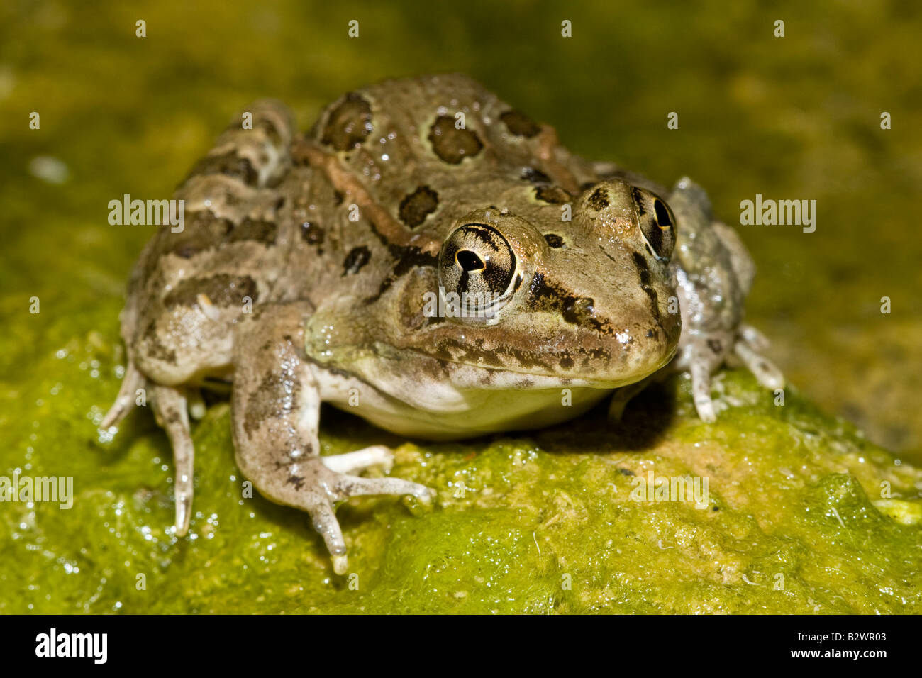 Leopard Frog Breeding High Resolution Stock Photography and Images - Alamy