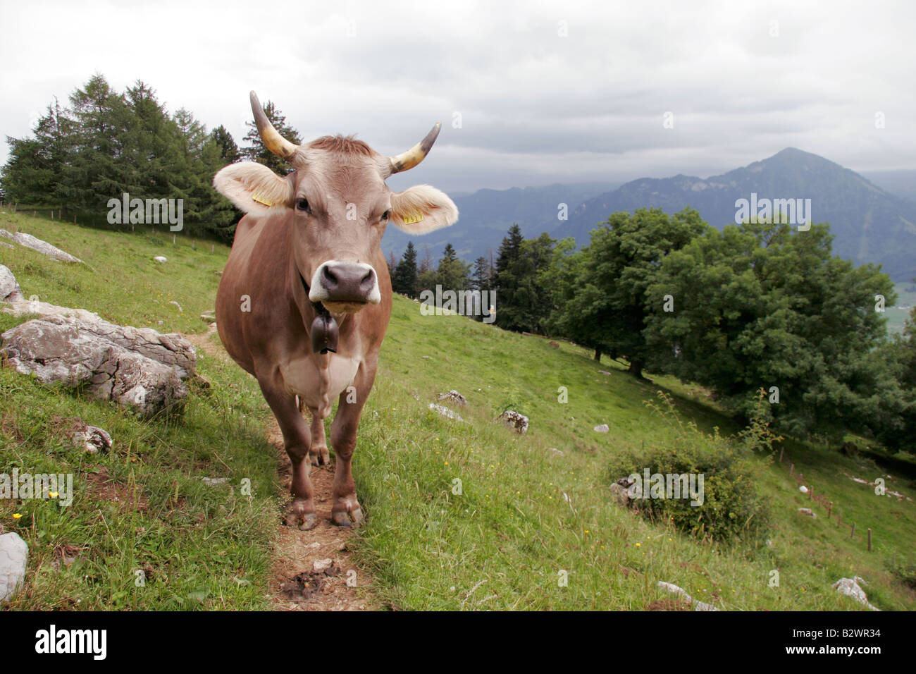 Swiss Alp Braunvieh dairy cow with bell in the mountains of Bürgenstock ...