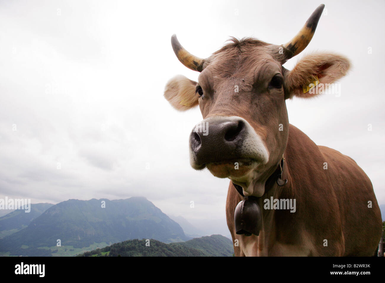 Swiss Alp Braunvieh dairy cow with bell in the mountains of Bürgenstock ...