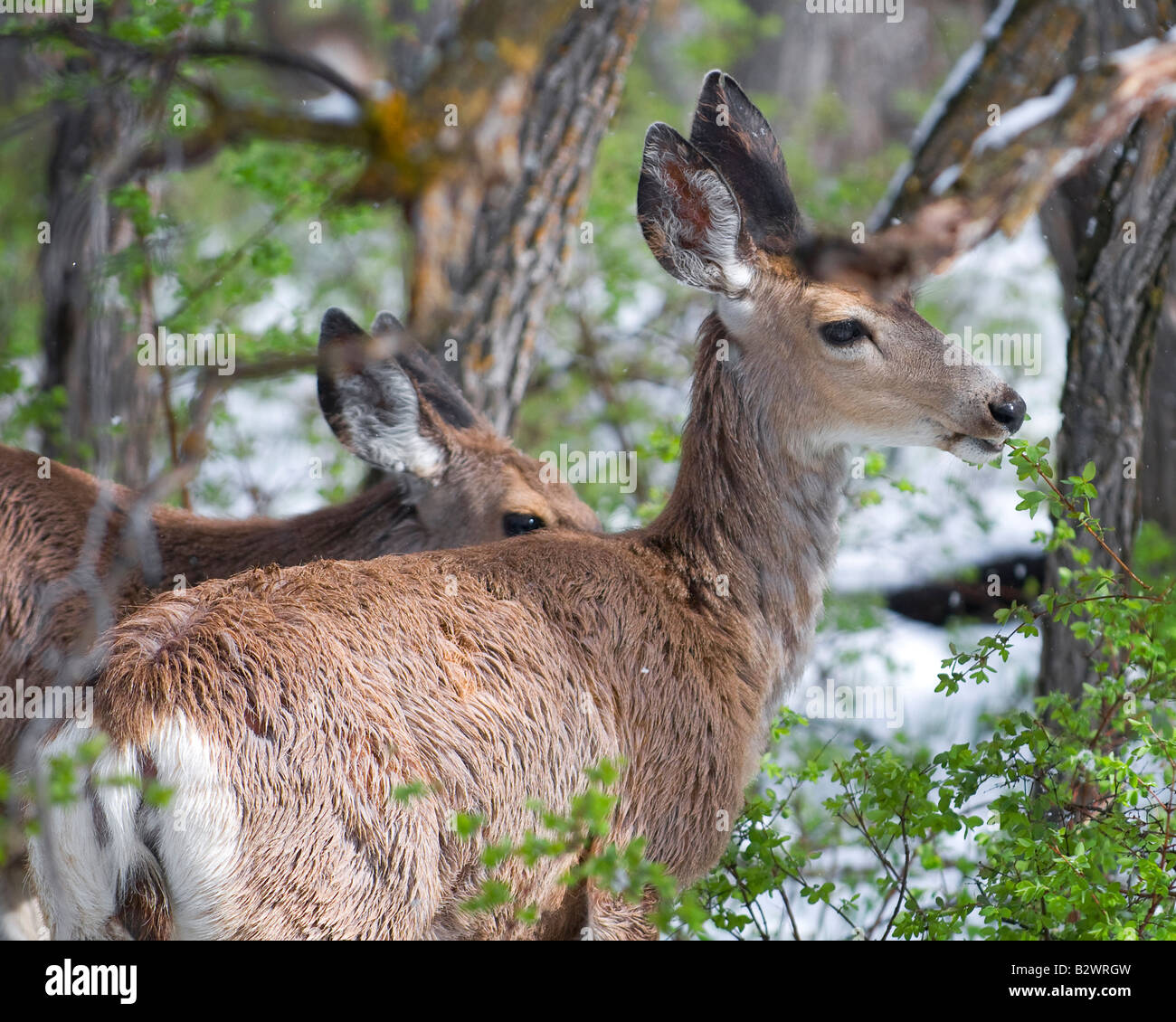 Mule deer in shade hi-res stock photography and images - Alamy
