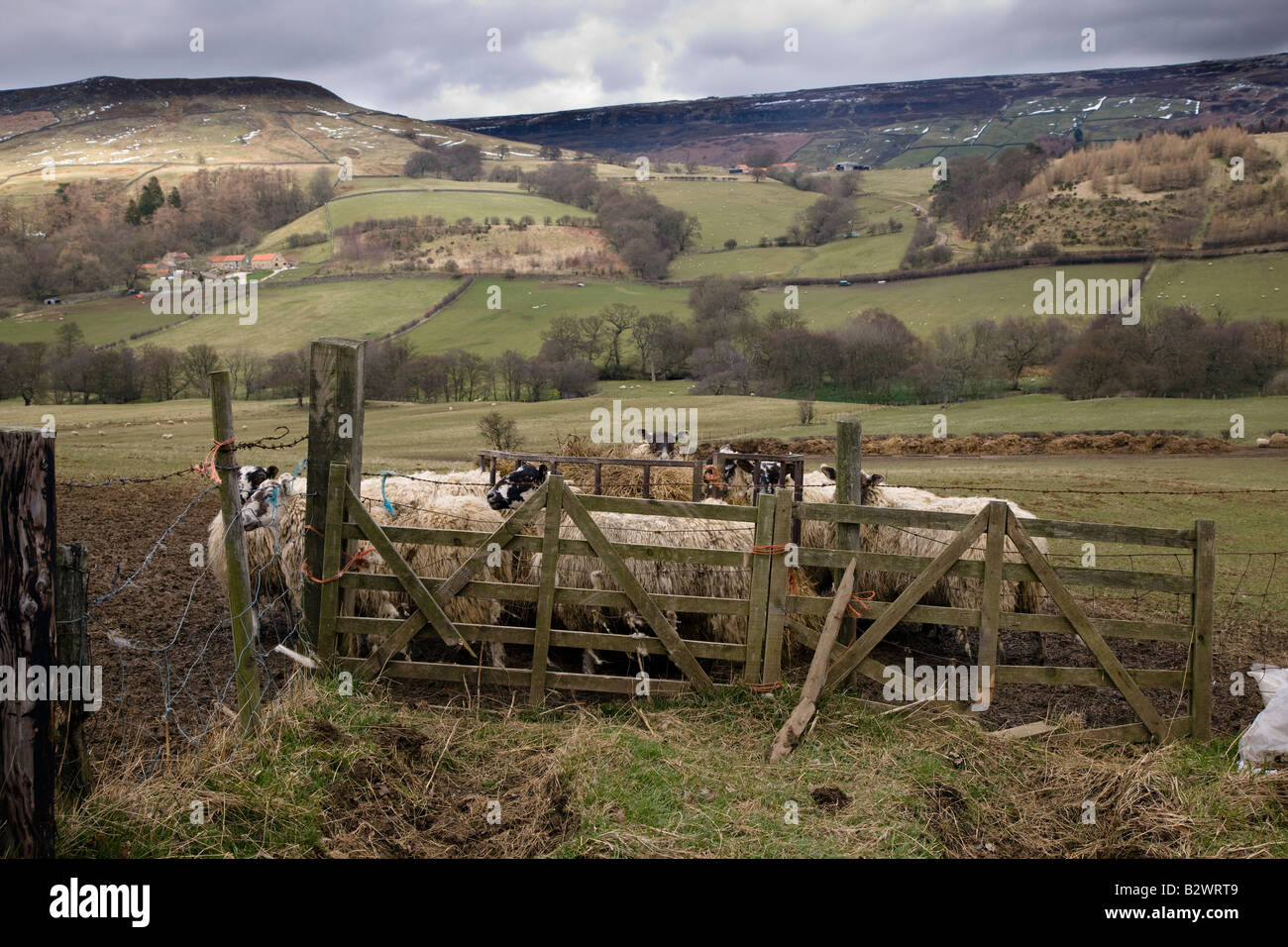 Sheep Farndale North York Moors National Park Yorkshire Stock Photo - Alamy