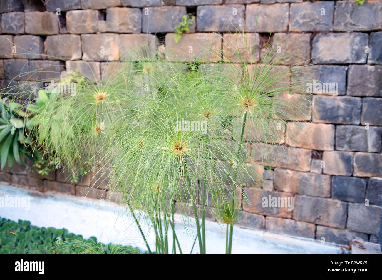 Egyptian papyrus `Cyerus haspen` Stock Photo - Alamy