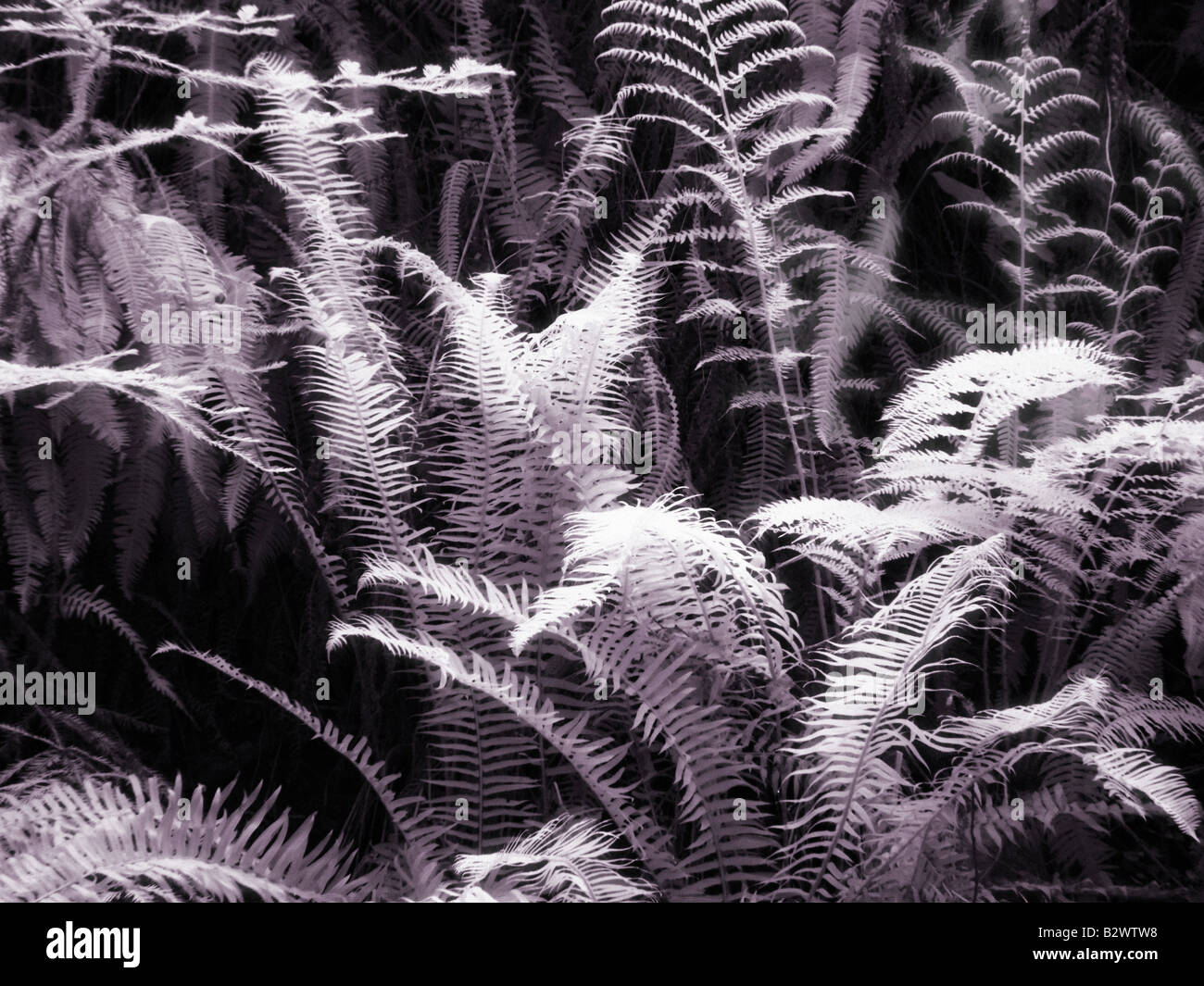 Black ferns hi-res stock photography and images - Alamy