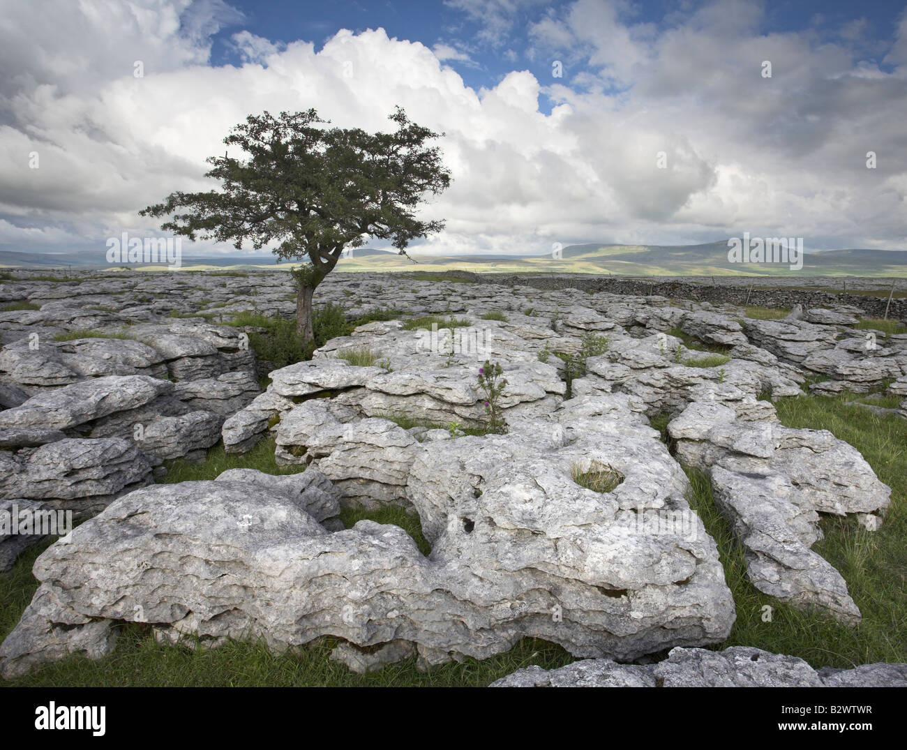 Lone Hawthorn and Limestone Pavement at Crummackdale with Pen-Y-Ghent ...
