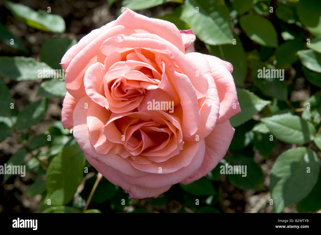 Blessings rose hi-res stock photography and images - Alamy
