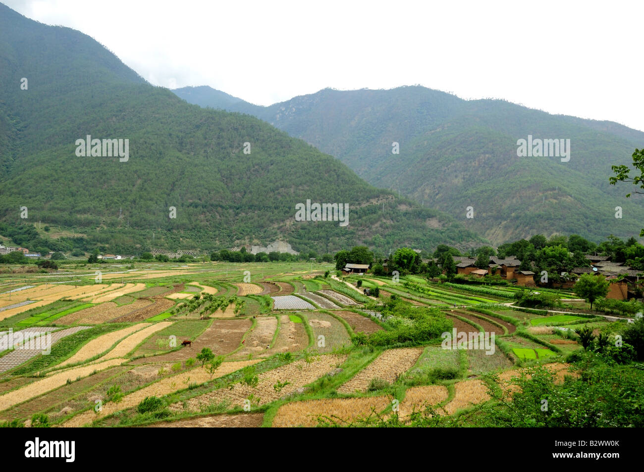 Terrace of farm land in Yunnan Province, China Stock Photo - Alamy