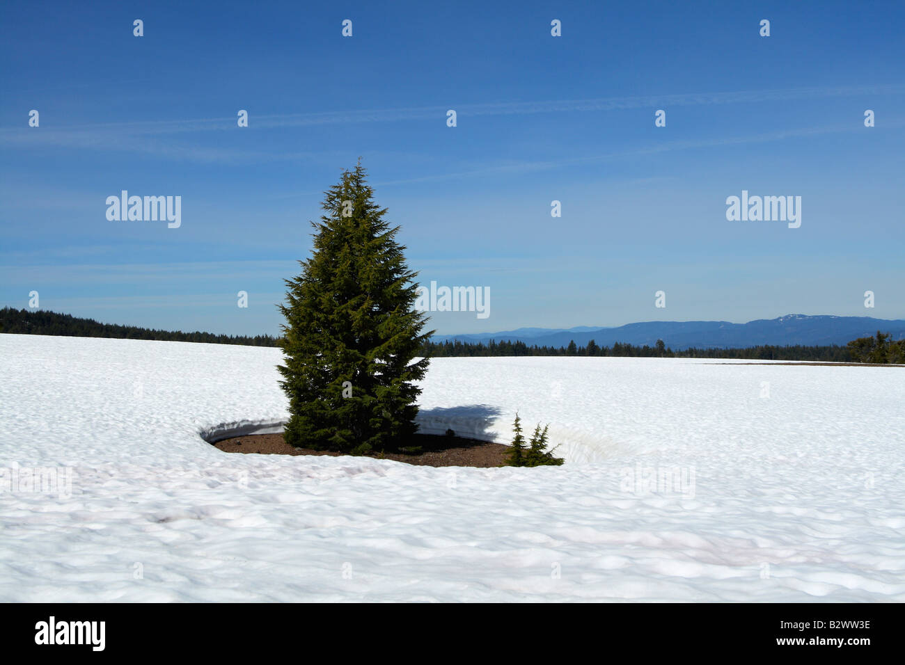 single tree in snow Stock Photo - Alamy