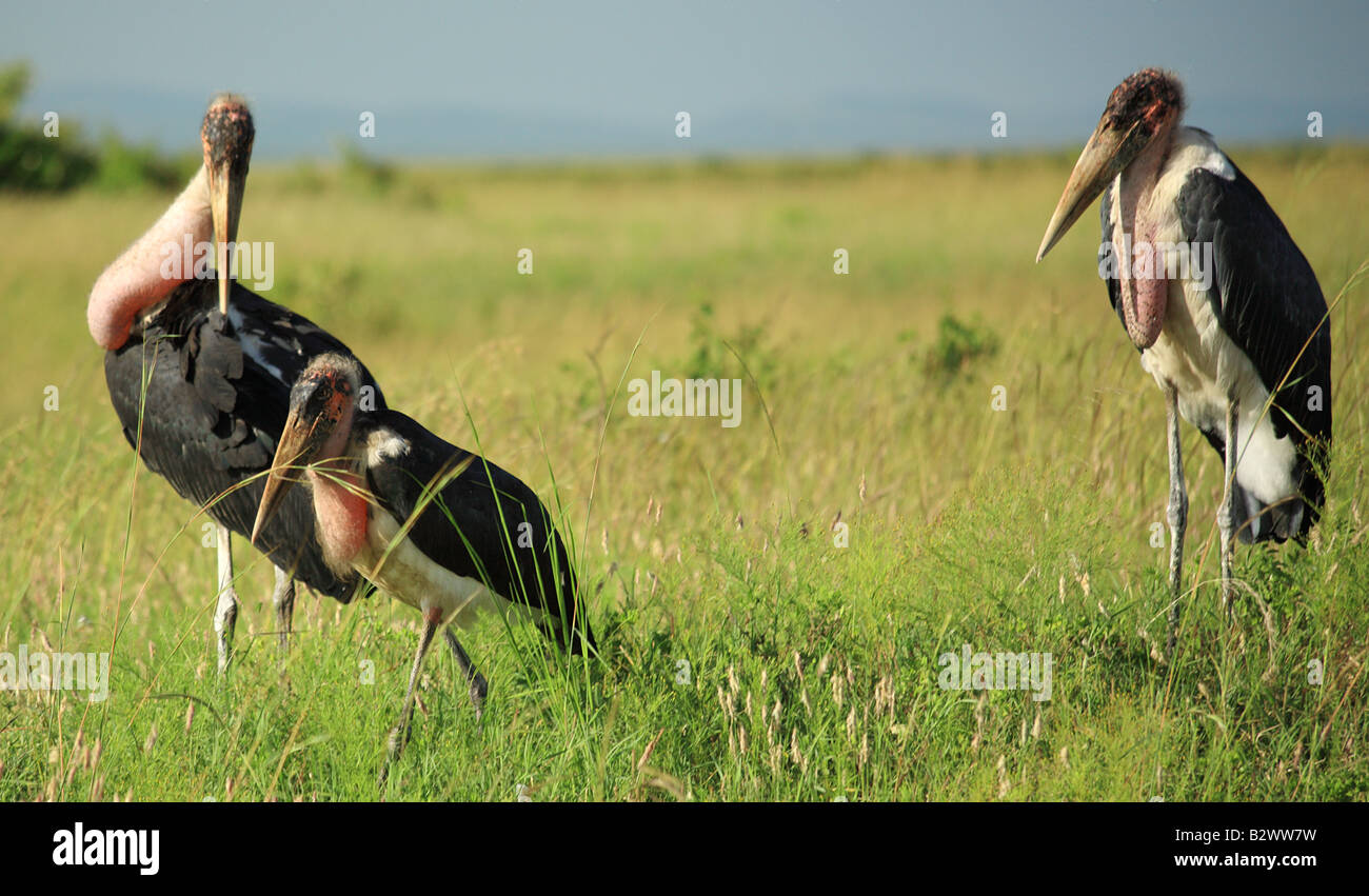 Family of Marabou stork in Kenya Africa Stock Photo - Alamy