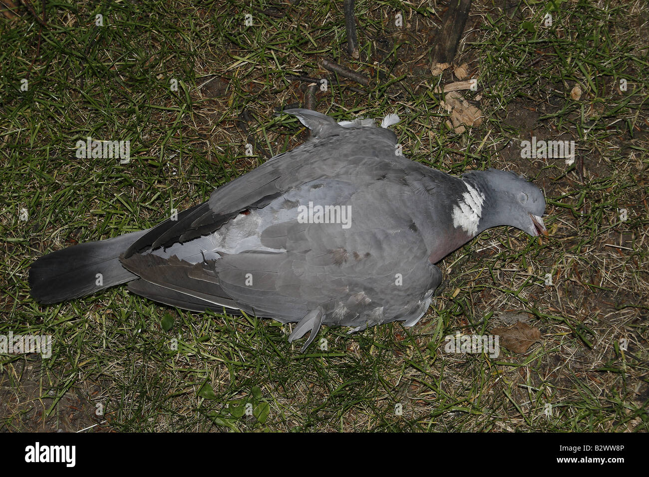 wood pigeon Columba palumbus pigeon dead on ground Stock Photo - Alamy