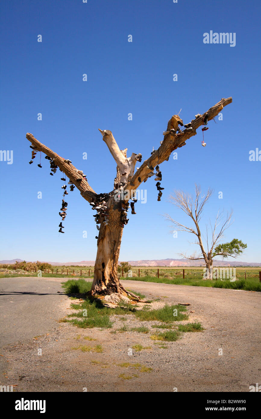 Tree feet roots hi-res stock photography and images - Alamy