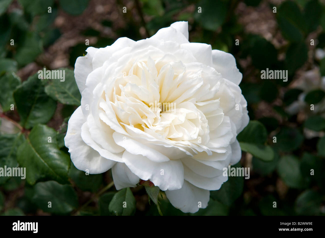 Rosa 'Crocus Rose' Ausquest Stock Photo - Alamy