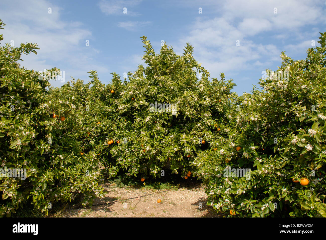 Orange orchard irrigation hi-res stock photography and images - Alamy
