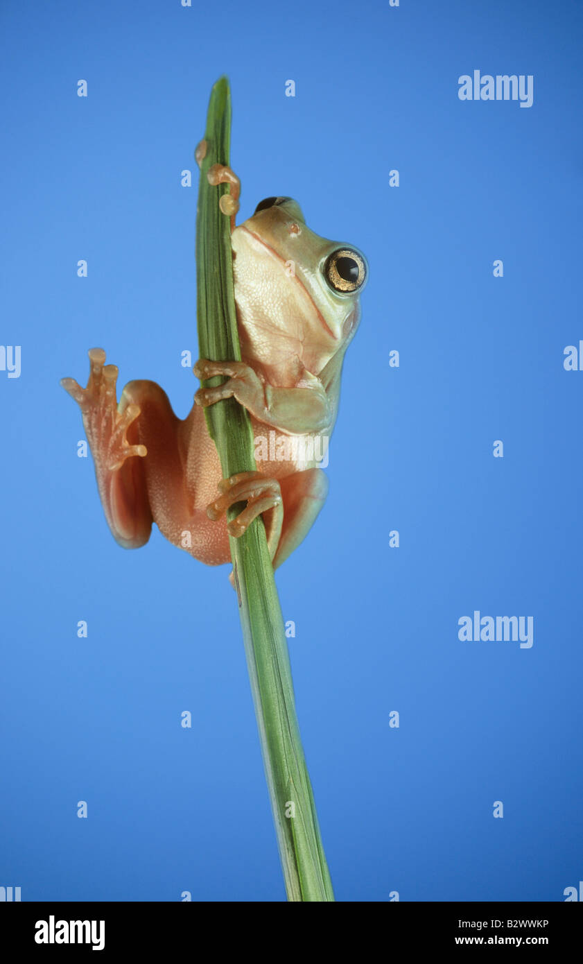 Frog on a twig Stock Photo - Alamy