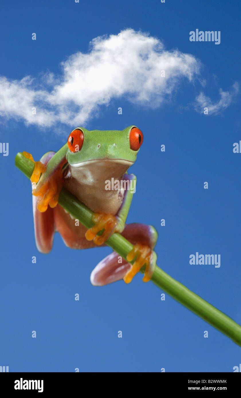 Frog on a twig Stock Photo - Alamy