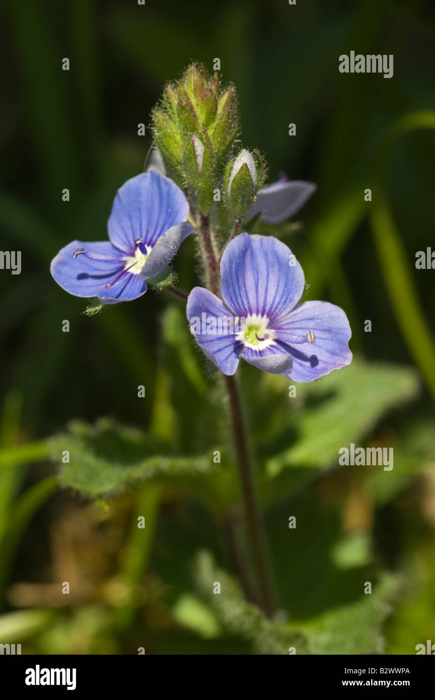 Germander speedwell veronica chamaedrys hi-res stock photography and ...