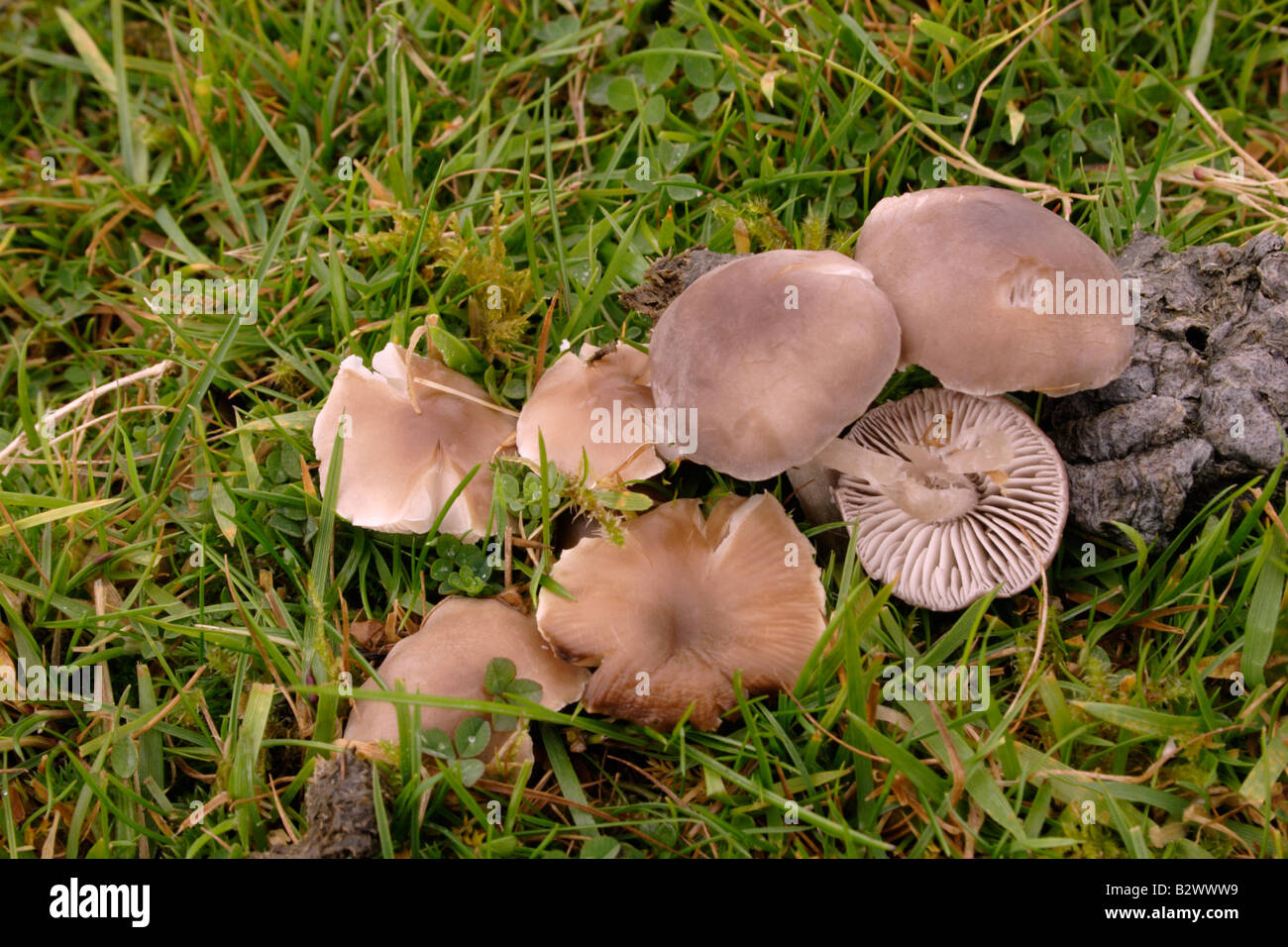 Earthy waxcap fungi Hygrocybe fornicata in grassland UK Stock Photo - Alamy