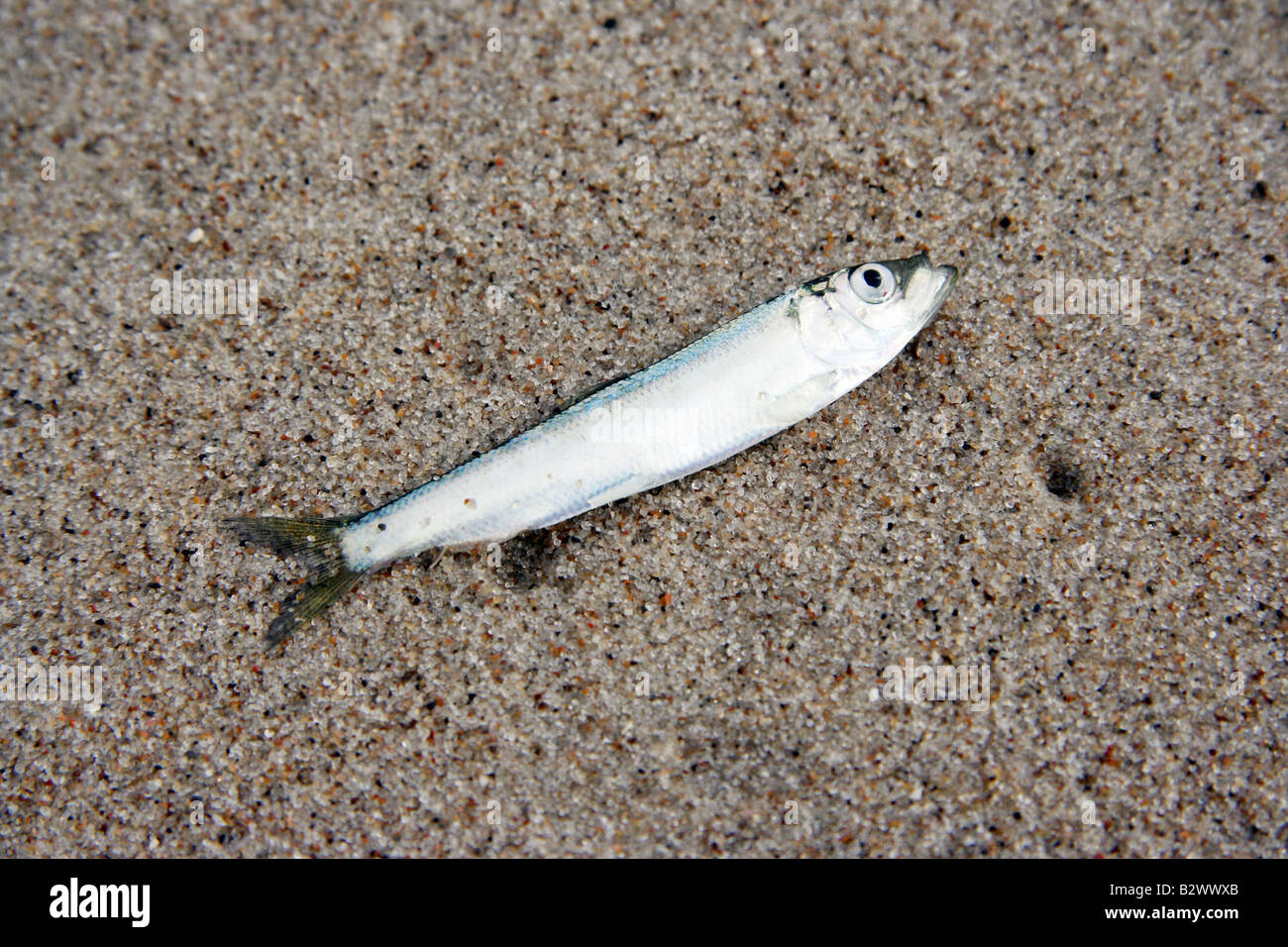 Small fish on a beach Stock Photo - Alamy