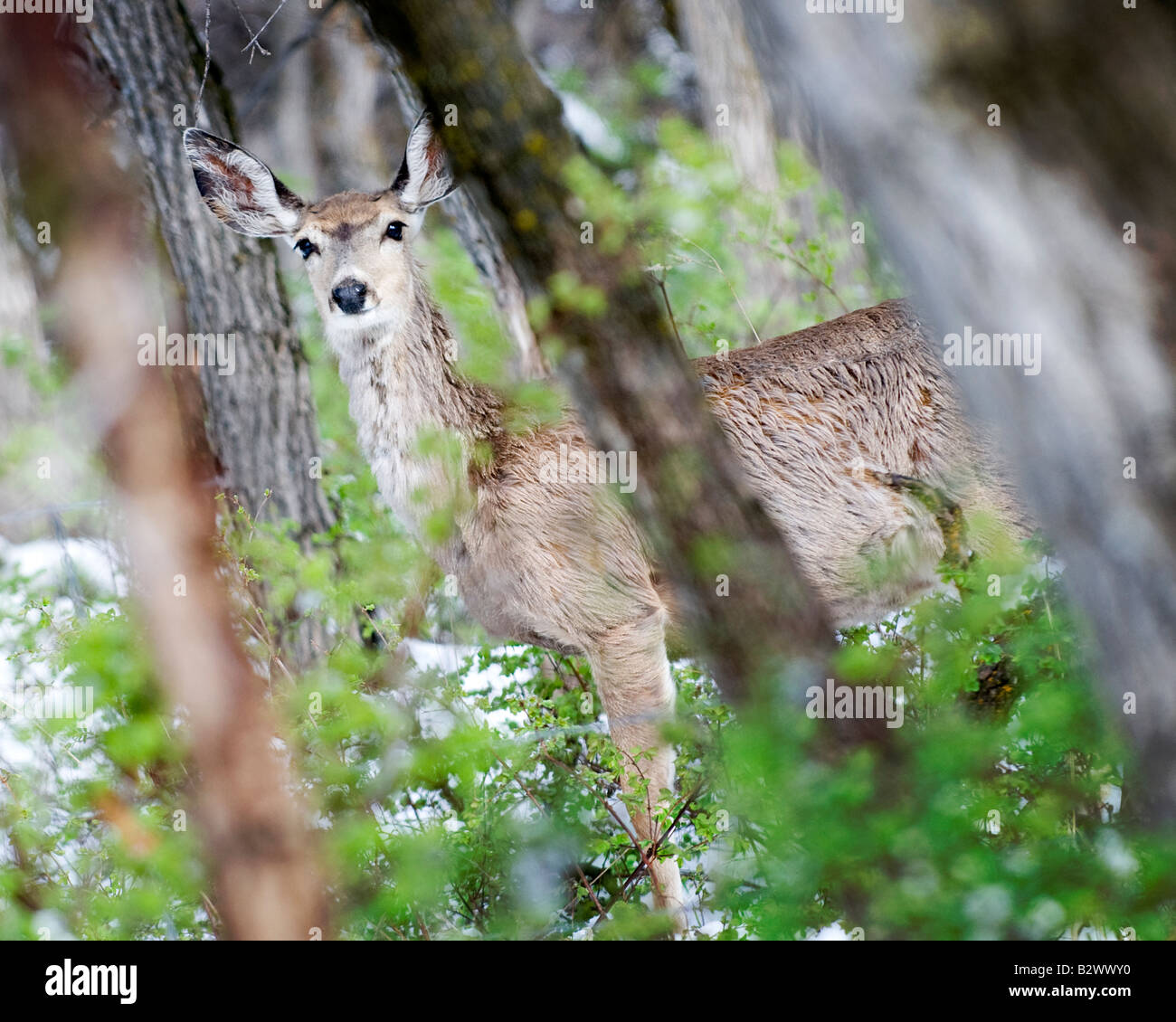 mule tail doe deer looking at camera through the trees of a wood Stock ...
