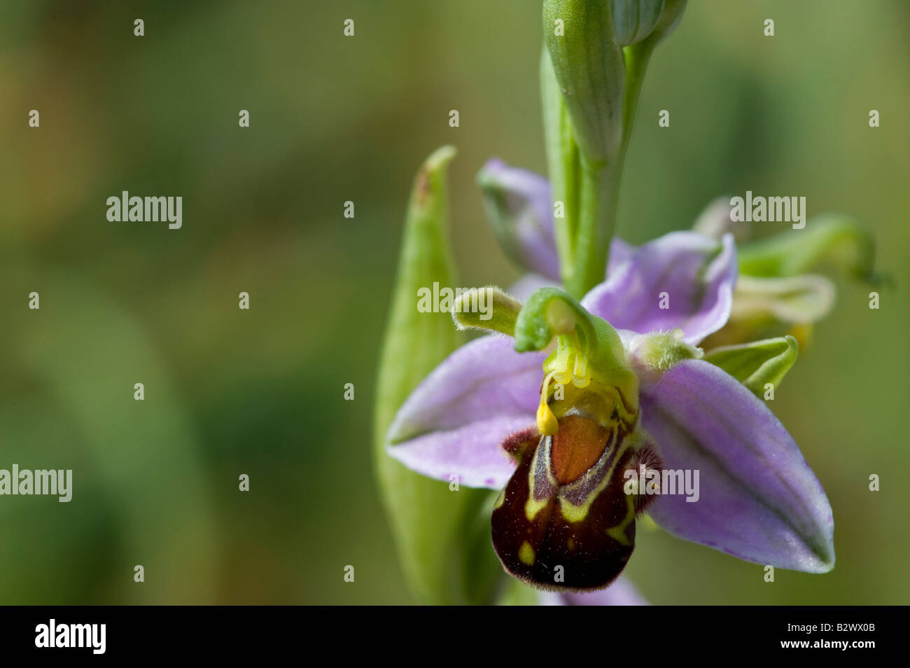 Ophrys flower hi-res stock photography and images - Alamy
