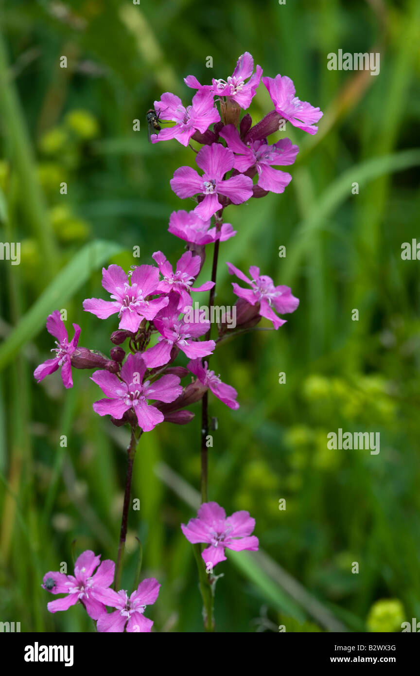 Sticky Catchfly Lychnis viscaria flowers Stock Photo - Alamy