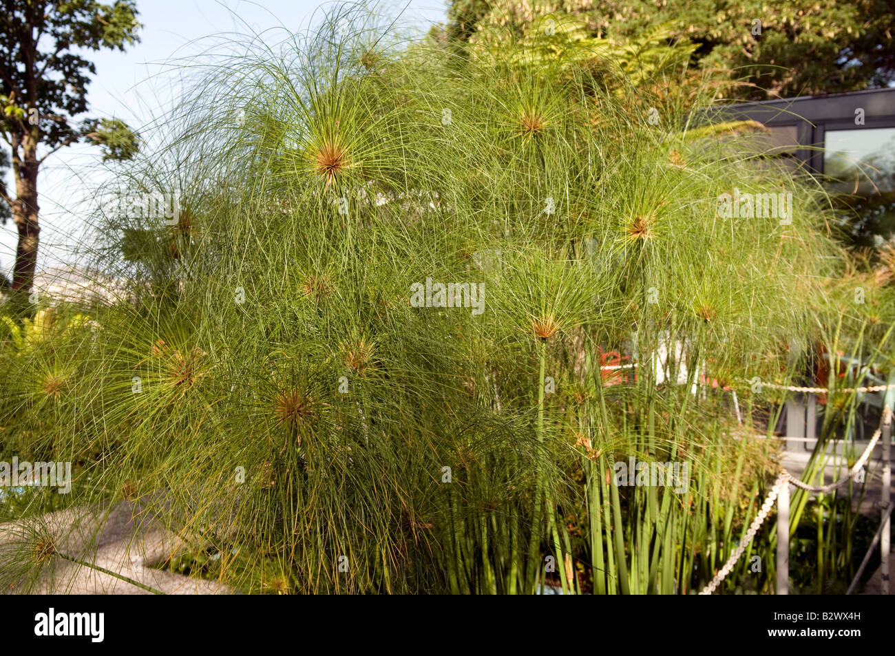 Egyptian papyrus `Cyerus haspen` Stock Photo - Alamy