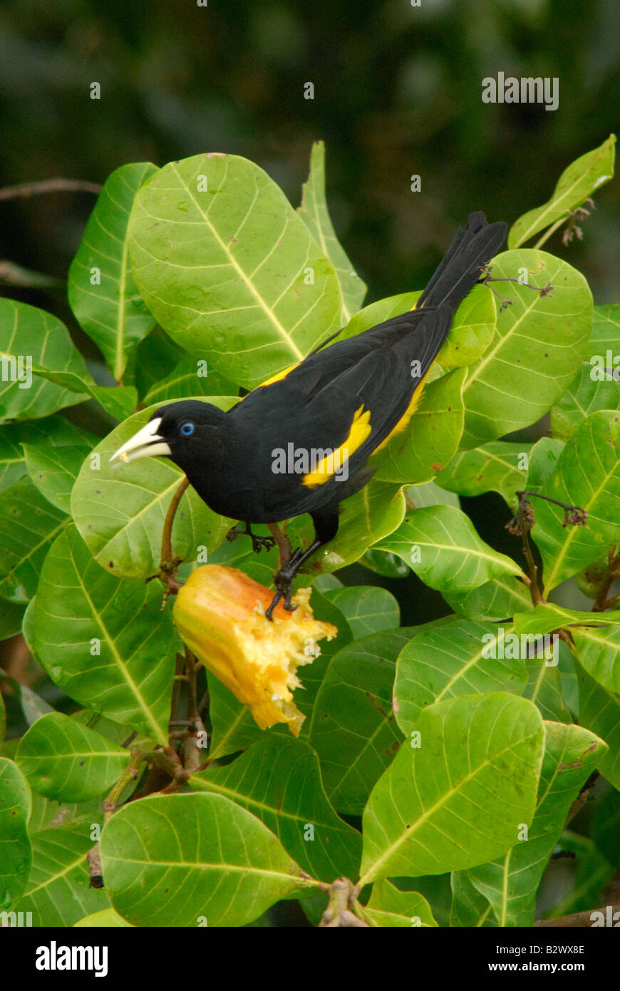 Yellow cacique hi-res stock photography and images - Alamy