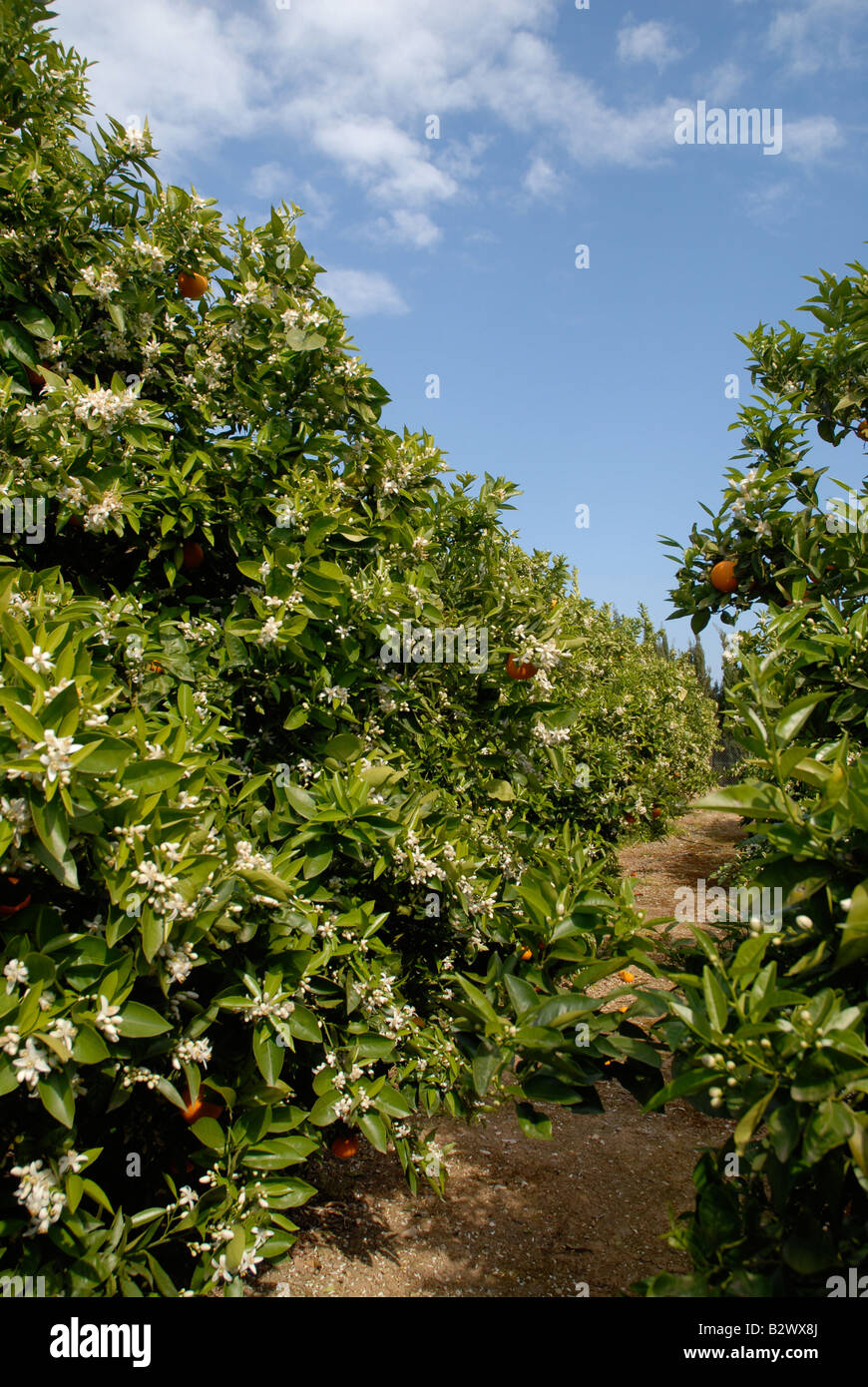 orange orchard, Javea / Xabia, Alicante Province, Comunidad Valenciana ...