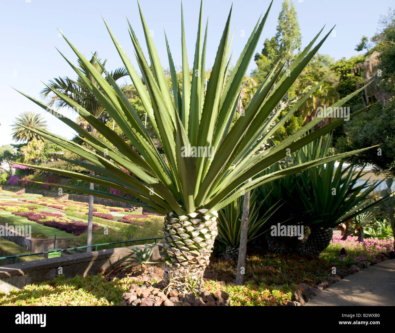 Large succulents hi-res stock photography and images - Alamy