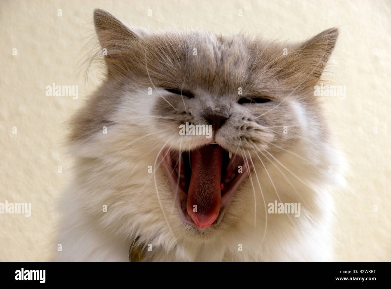 Bored cute british cat hi-res stock photography and images - Alamy